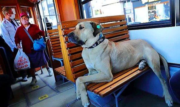 Boji'yi Ömer Koç Sahiplendi - Haberler - TamgaTürk